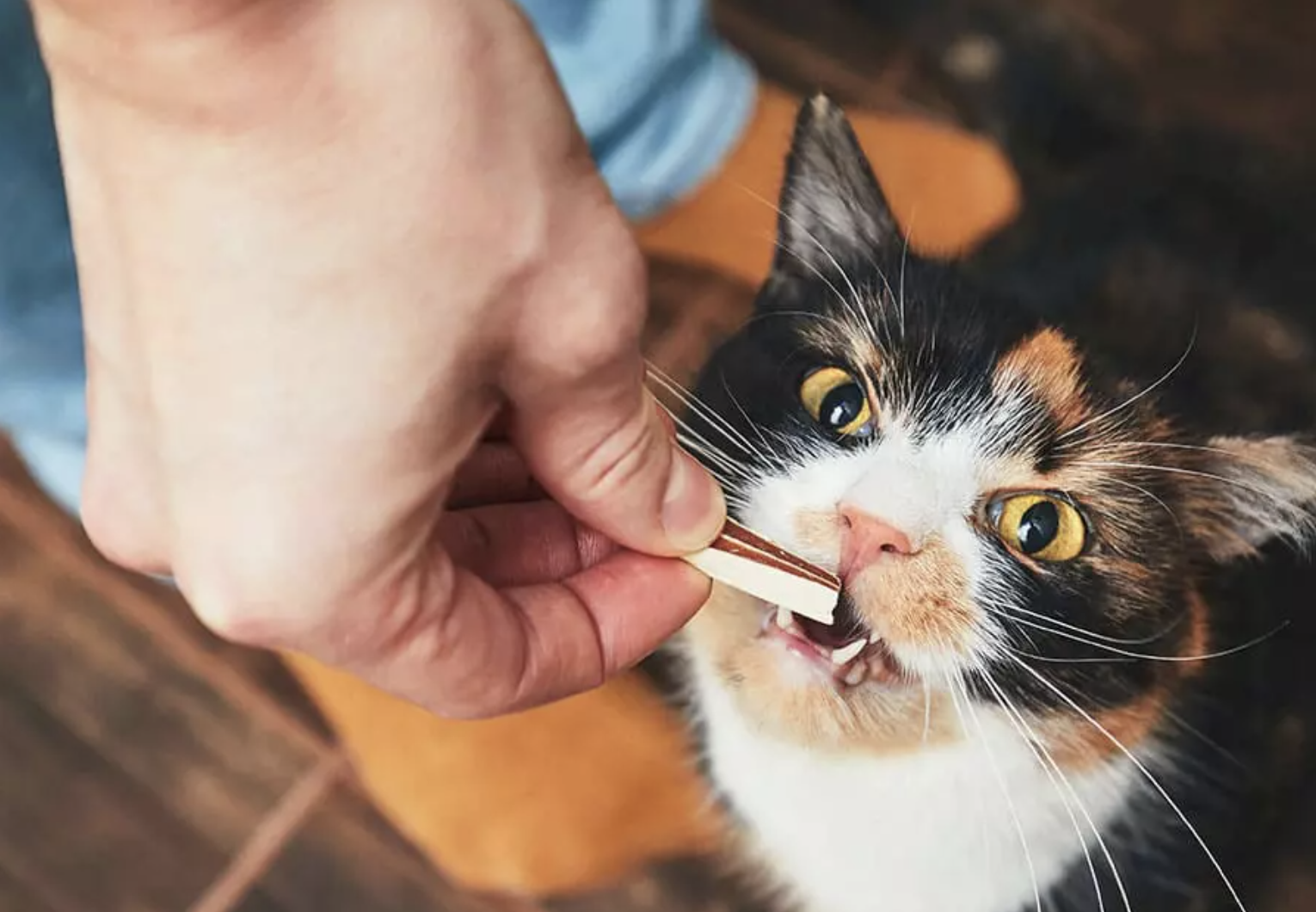 Dental Health: Choosing Treats that Benefit Your Cat's Teeth - Readability