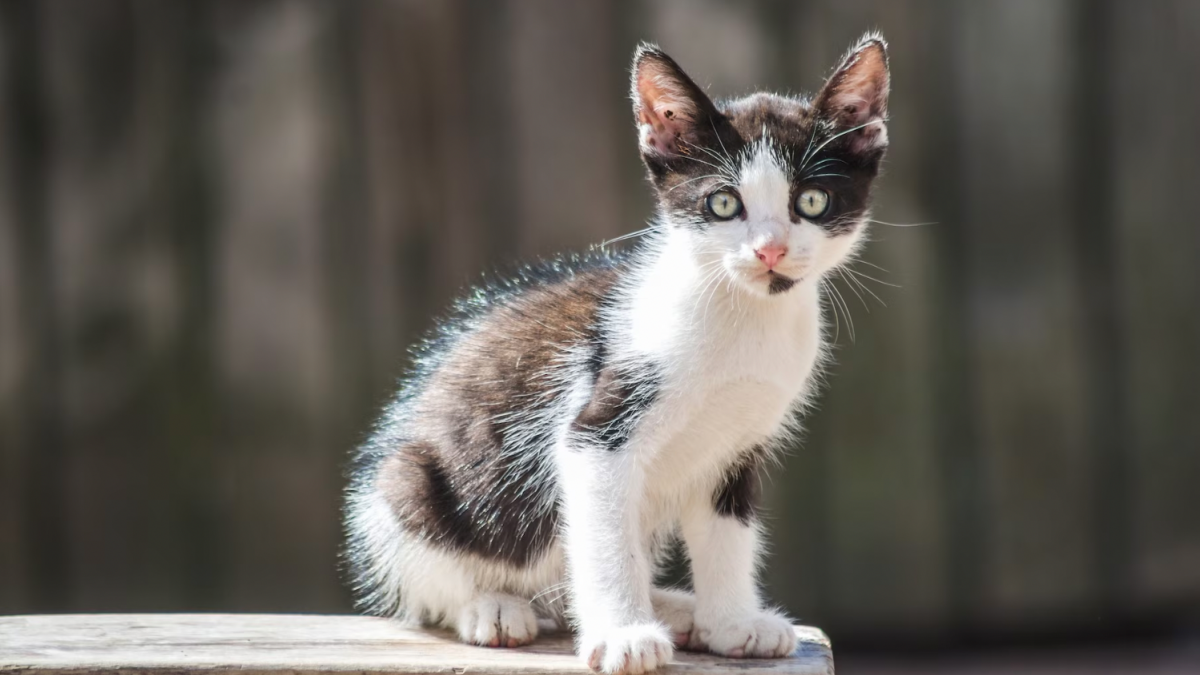 Cat Breeds That Are Perfect in Condos - Readability
