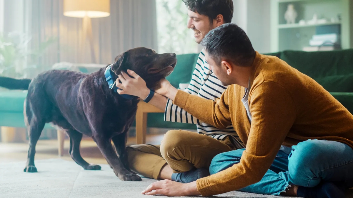 Pros and Cons of Having a Pet in a Condo or Apartment - Readability