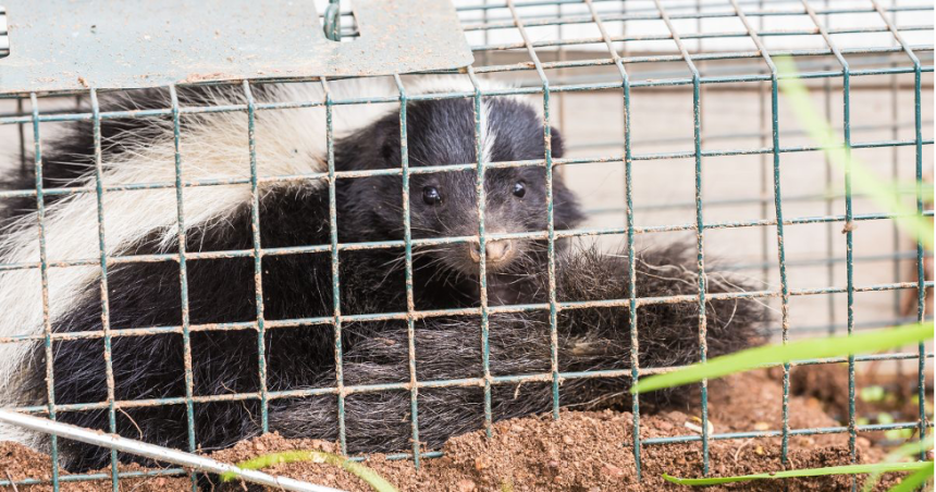 Humanely Trapping Skunks for Relocation: Effective Methods and Best ...