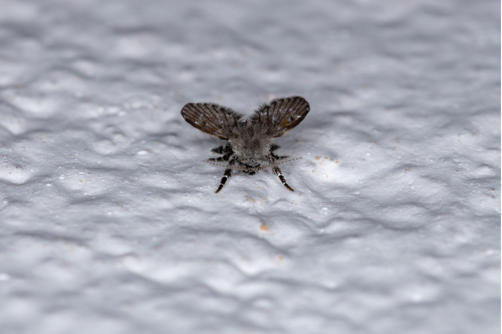 Preventing Drain Fly Infestations by Addressing Household Leaks ...