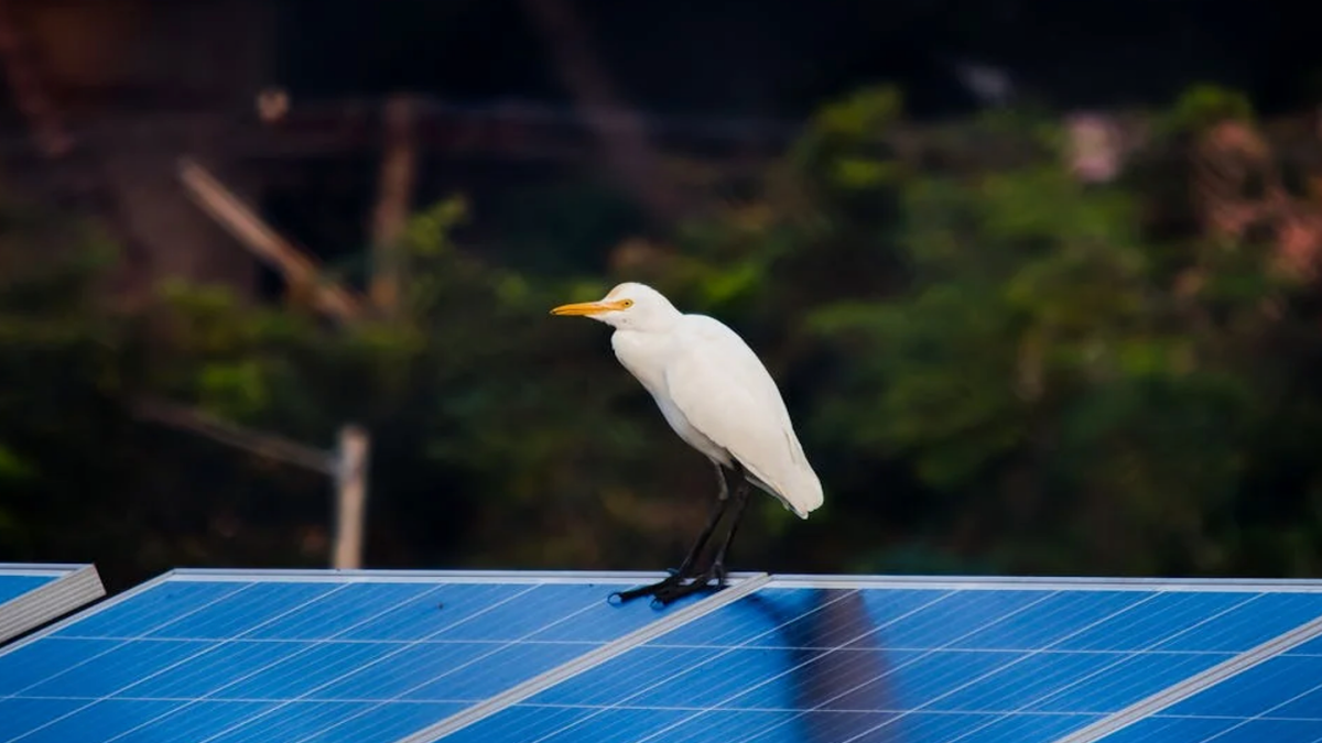 5 Important Reasons to Bird Proof Your Solar Panels - Readability