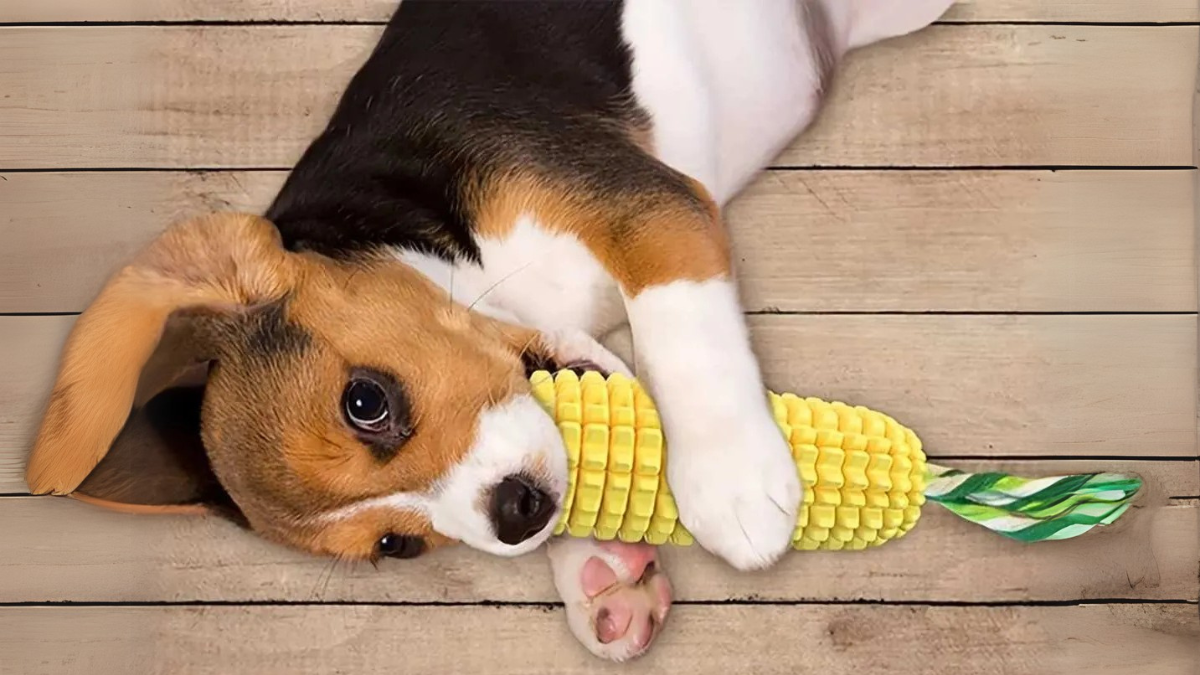 The Essential Guide to Dog Chew Toys for Aggressive Chewers: A Supplier ...