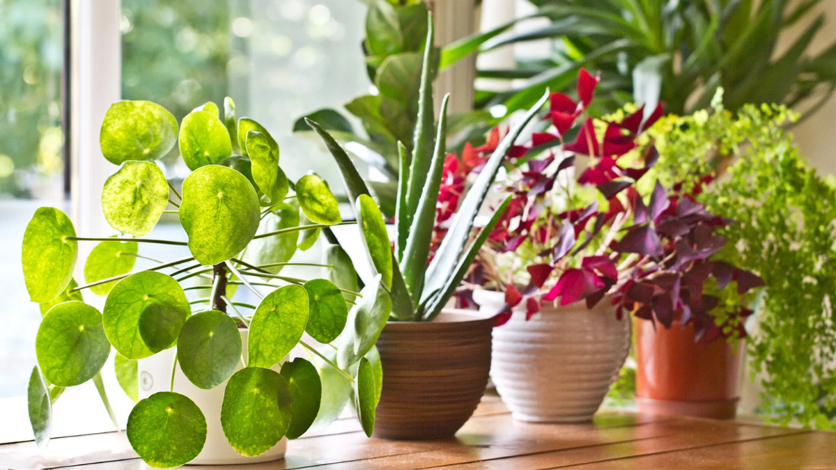 Bring the Outdoors In: The Best Indoor Plants for a Fresh, Stylish Home ...