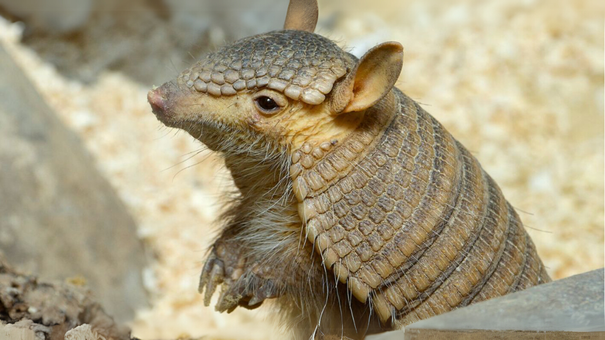 Urban Armadillo Trapping: Effective Techniques and Best Practices ... Urban Armadillo Trapping: Effective Techniques and Best Practices ...