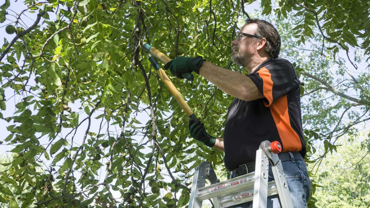 Safe and Smart Tree Trimming: Tips and Methods Homeowners Can Trust ...