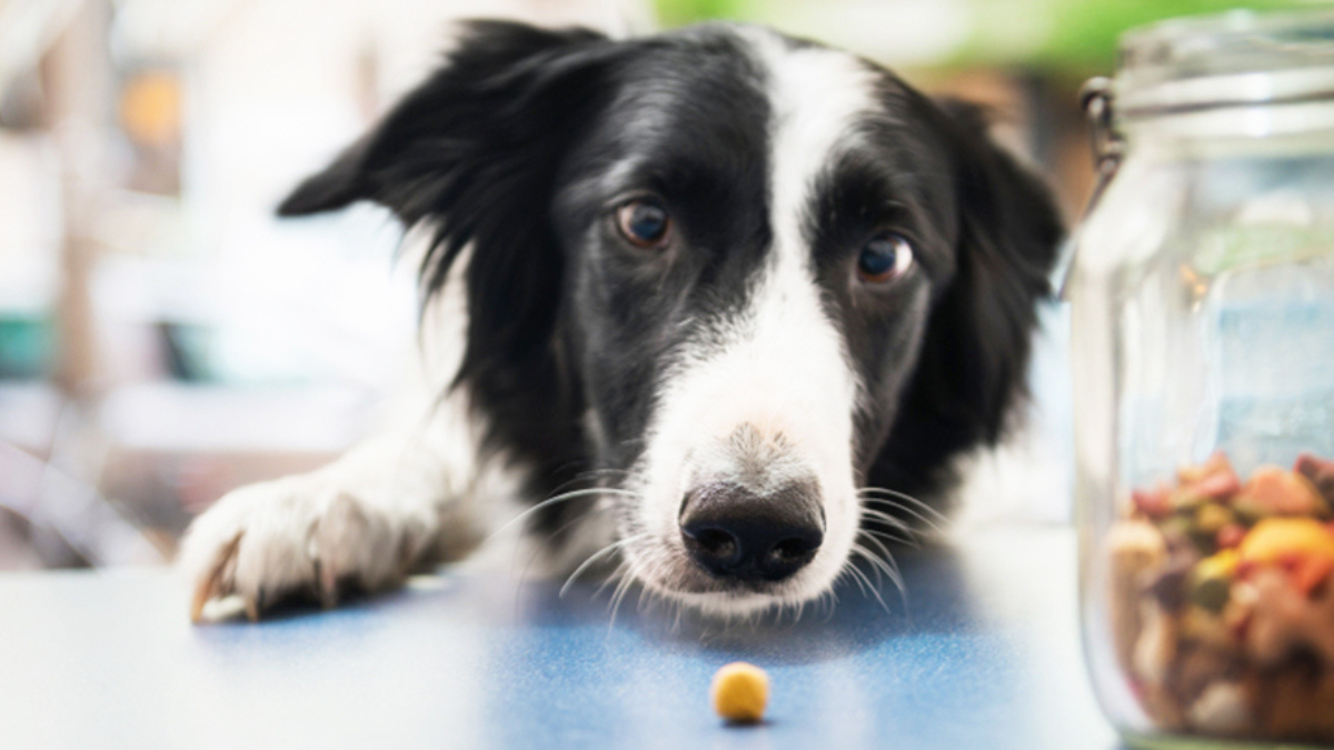 Why Proper Dog Nutrition Matters for Caring Fur Moms - Readability